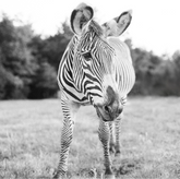 ZEBRA: Non-Toxic, Black and White Ingredients | Made in the USA